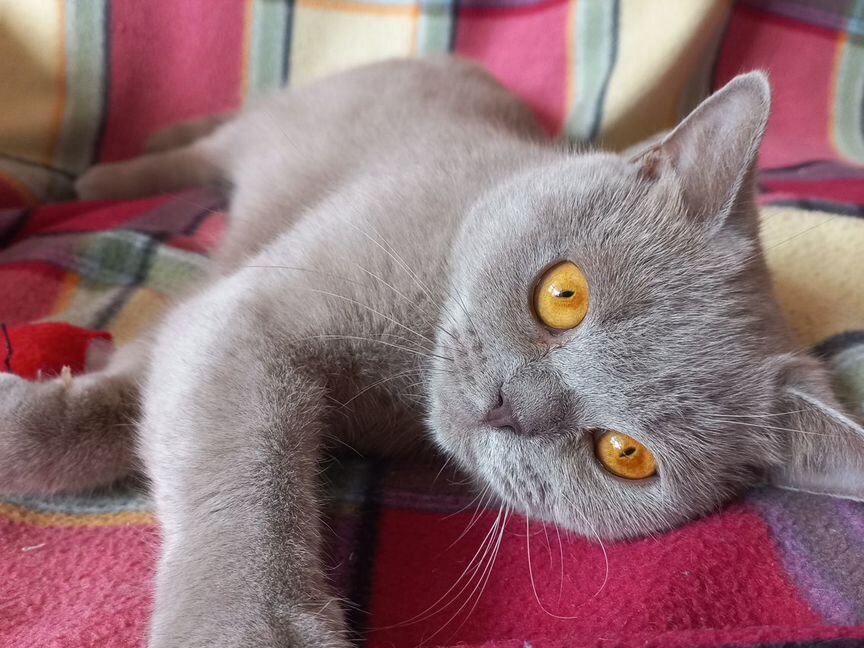 Кошечка стерилизованная