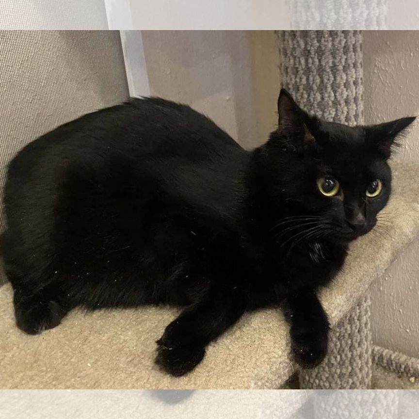 Взрослый кот от частного владельца