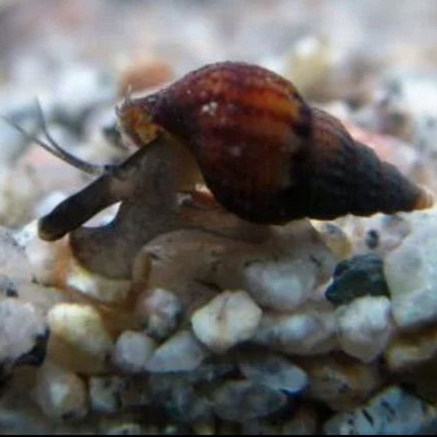 Улитки мелании