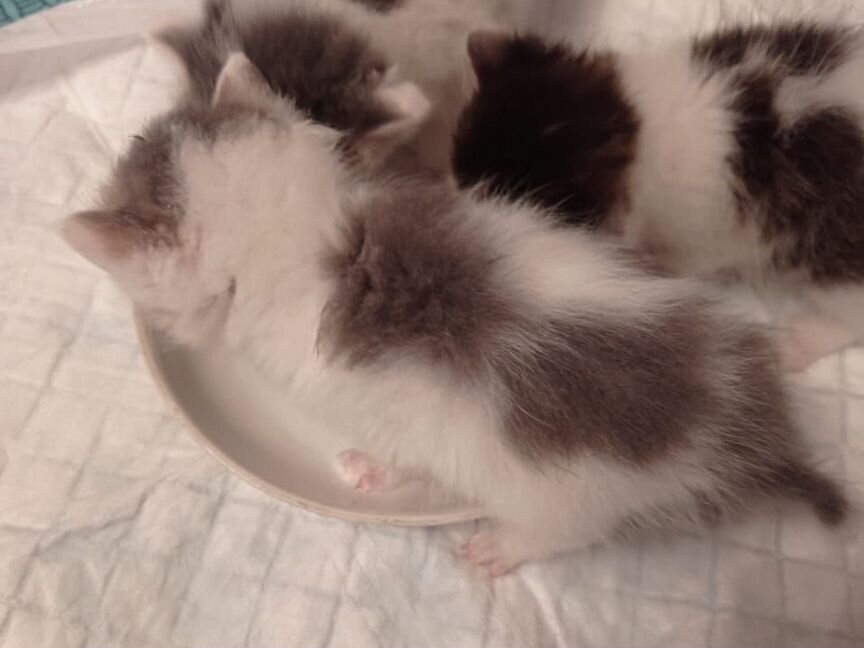 Кошка в дар бесплатно