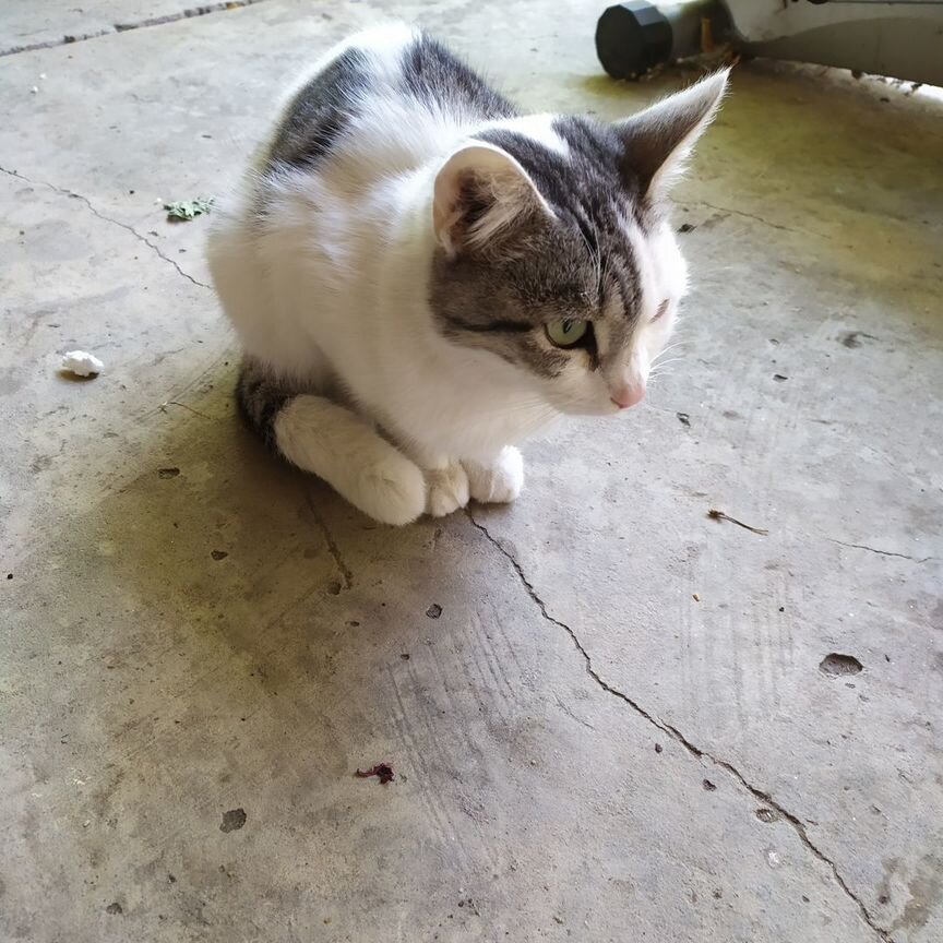 Котик в добрые руки