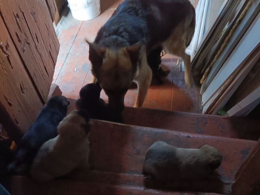 Собака немецкая овчарка