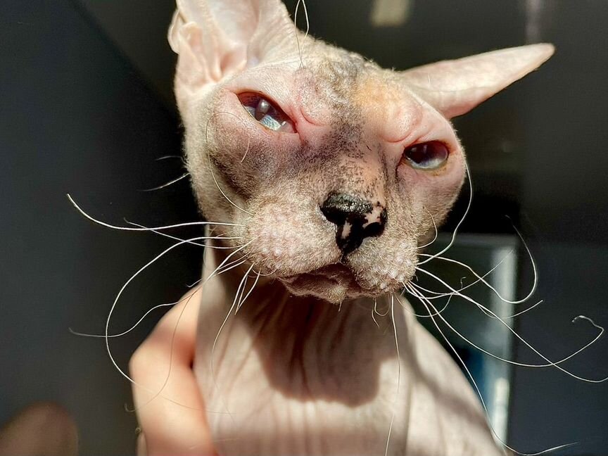 Сфинкс вязка