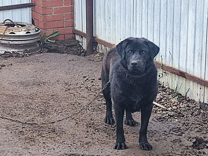 Отдам лабрадора