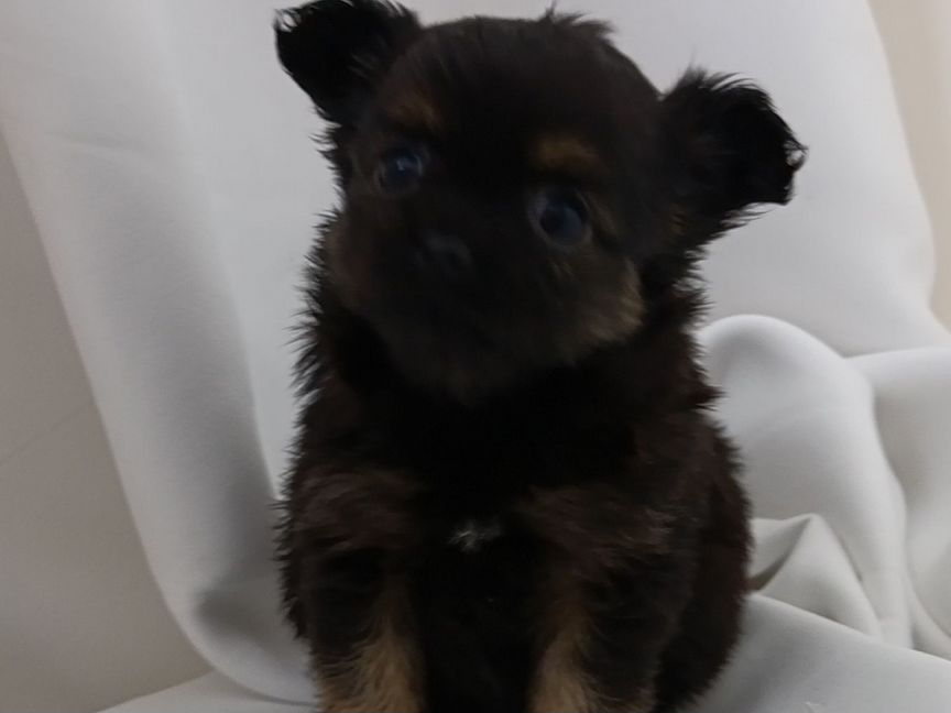 Чихуахуа девочка