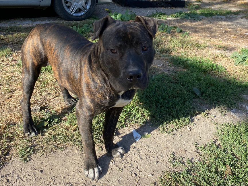 Найдена собака, пристройство бесплатно