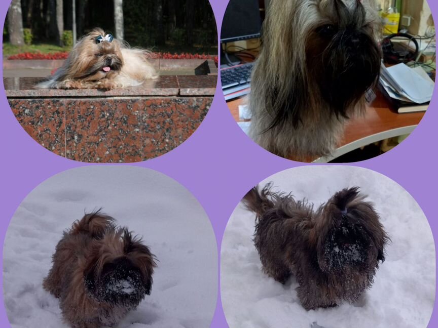 Щенки ши тцу