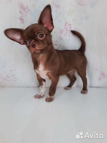 Та самая девочка