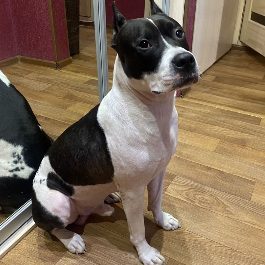 Американский стаффордширский терьер, щенок