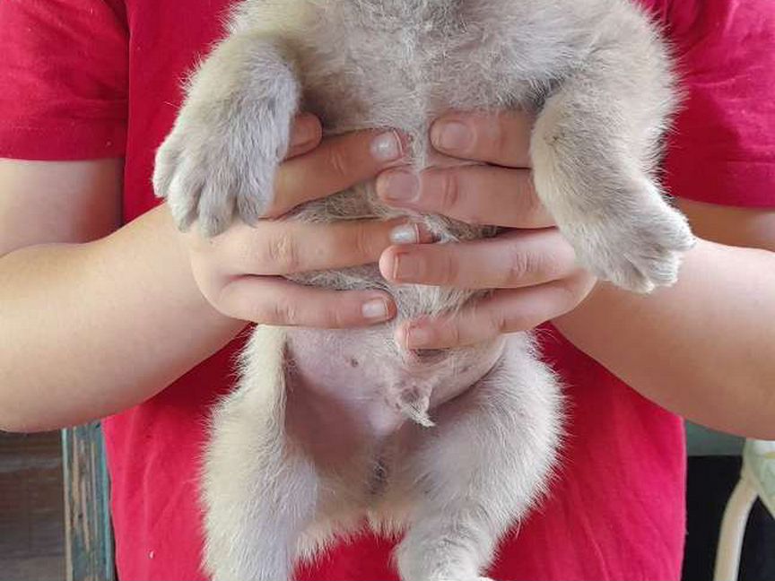 Щенки бесплатно в добрые руки