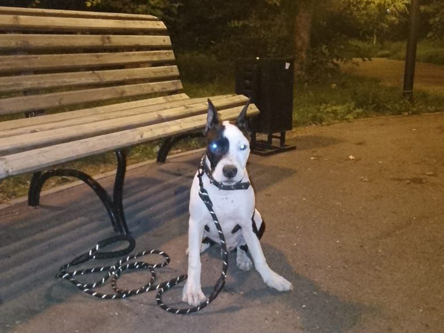 Стаффордширский терьер