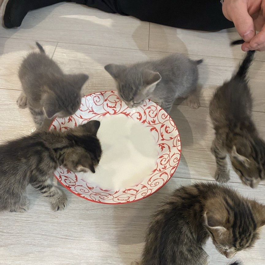 Котята мальчики