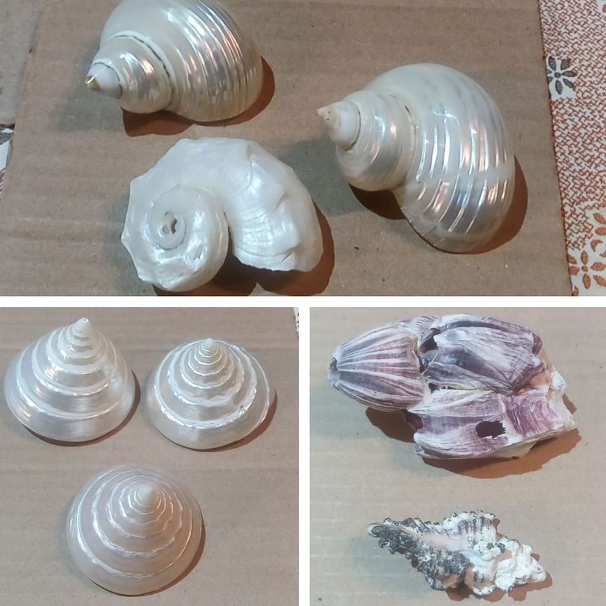 Ракушки для аквариума