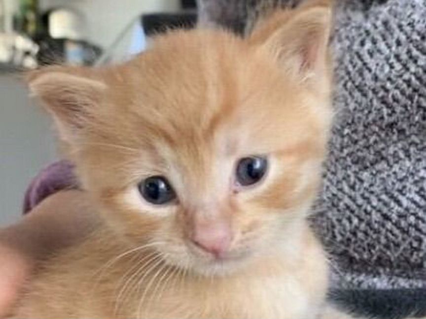 Рыжий котенок мальчик