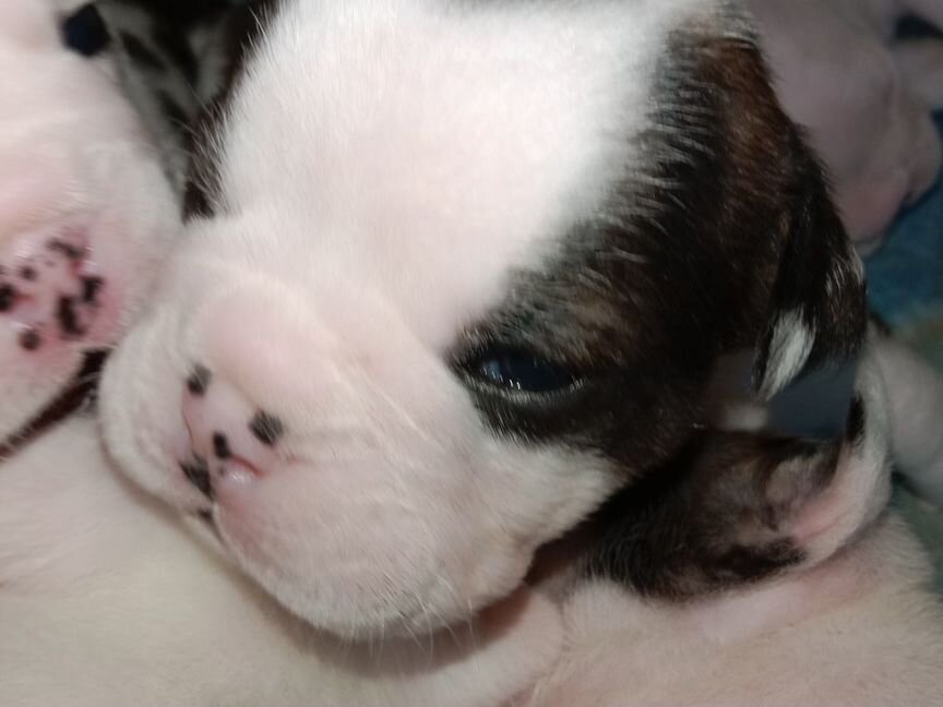 Английская принцесса