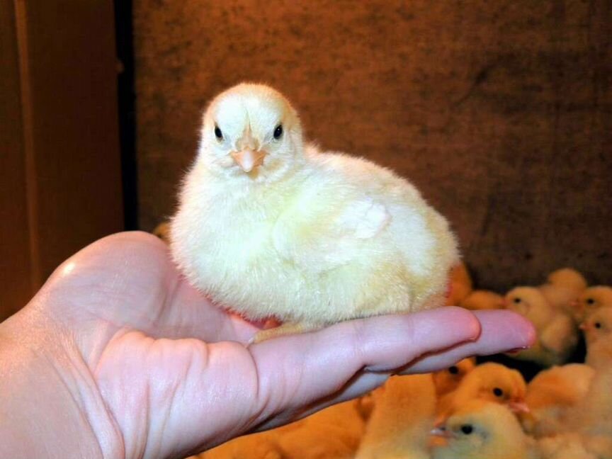 Цыплята бройлеры подрощенные