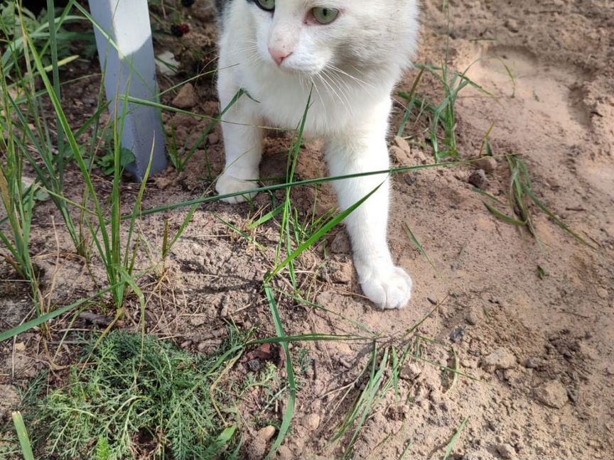 Отдам Кота Чука в добрые руки