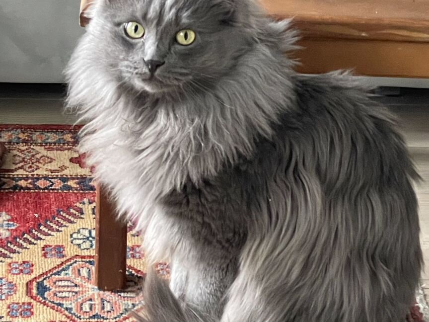Кот породы нибелунг