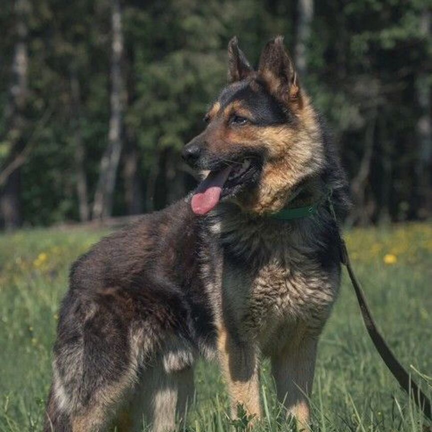 Немецкая овчарка. Метис. Очень хочет домой