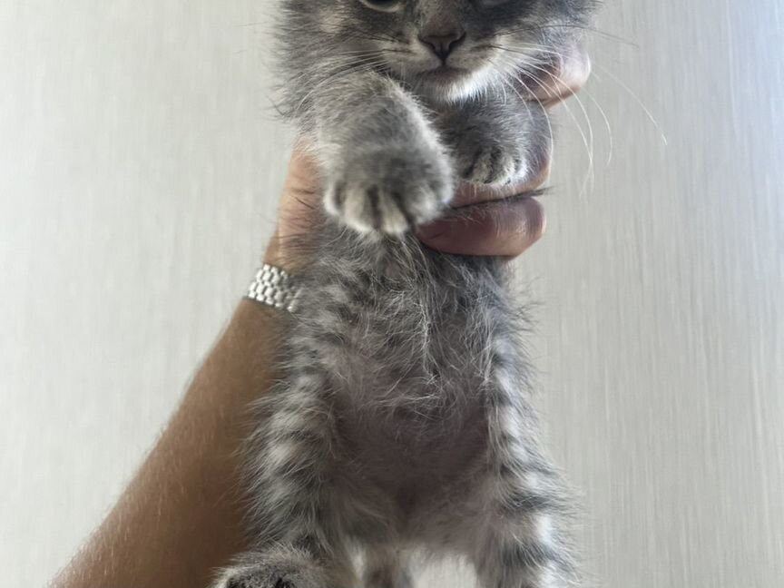 Две кошки девочки в добрые руки