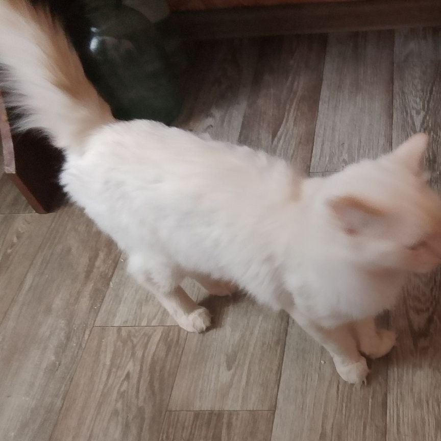 Взрослый кот в добрые руки