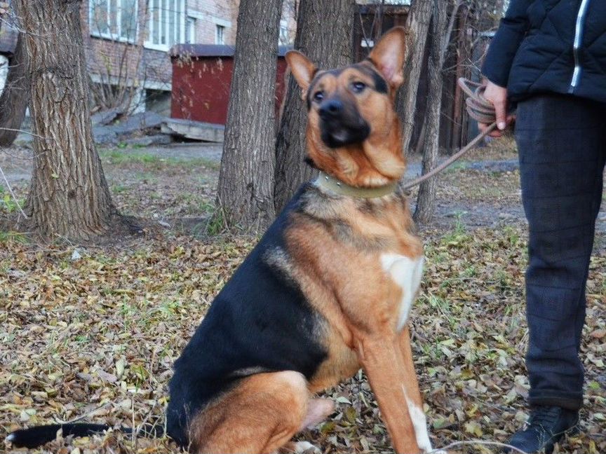 Отдам овчаристого кобеля 11 мес. Кастрирован