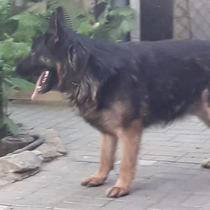 Черная немецкая овчарка вязка