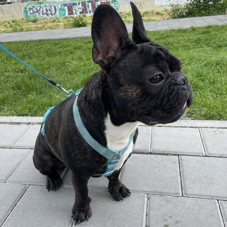 Французский бульдог, взрослый пёс