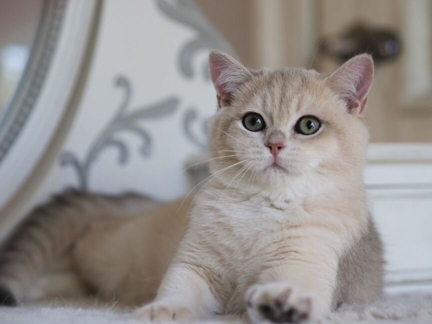 Шикарный британский котенок драгоценного окраса