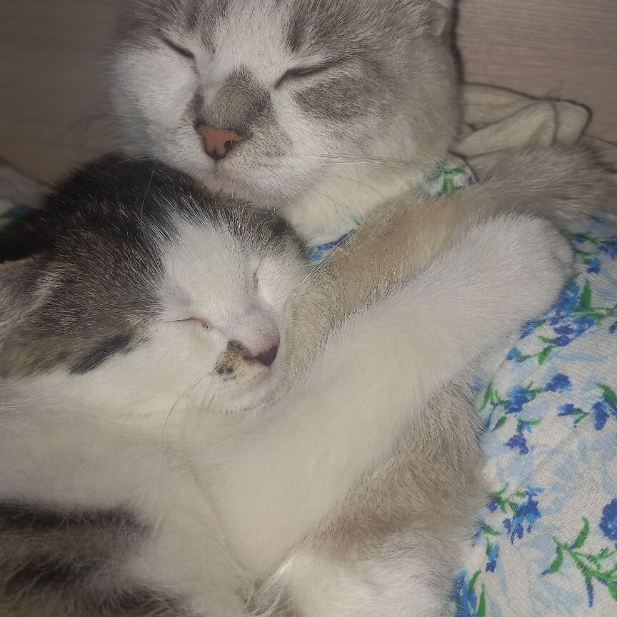 В добрые ручки