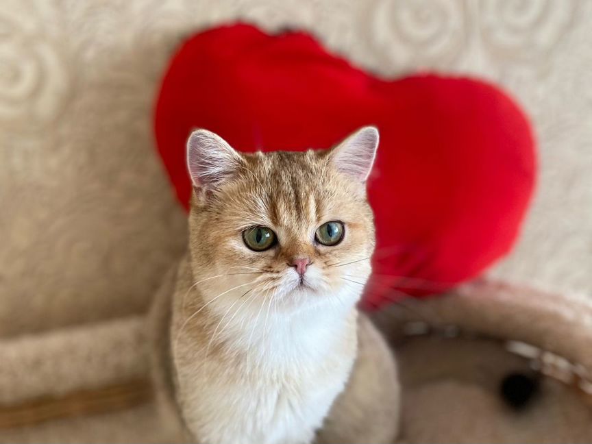 Котята золотой британской шиншиллы