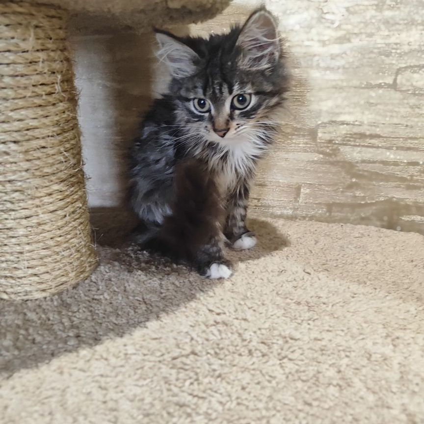 Котята