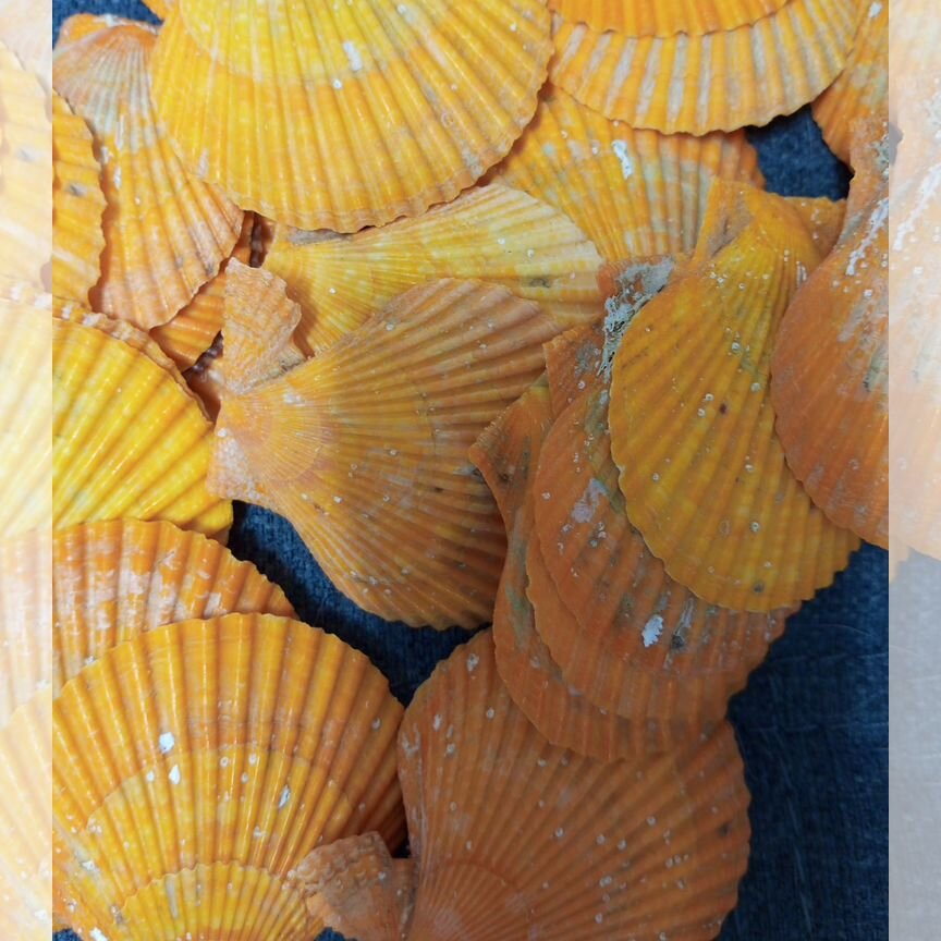 Ракушка для аквариума