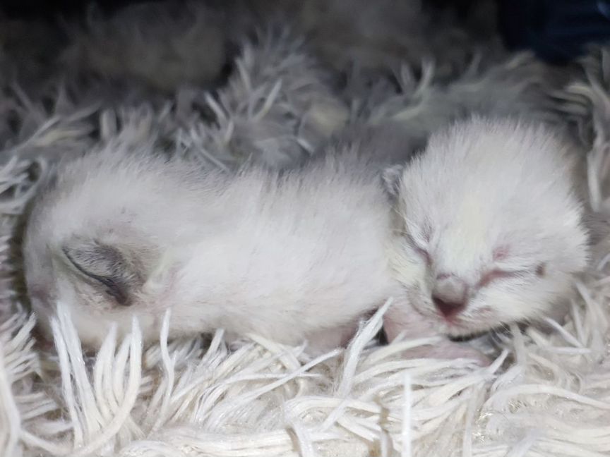 Сиамские котята