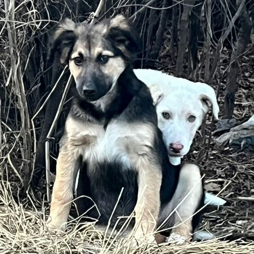 Щенок в добрые руки