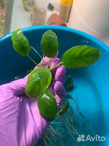 Аквариумные растения анубиас криптокарина