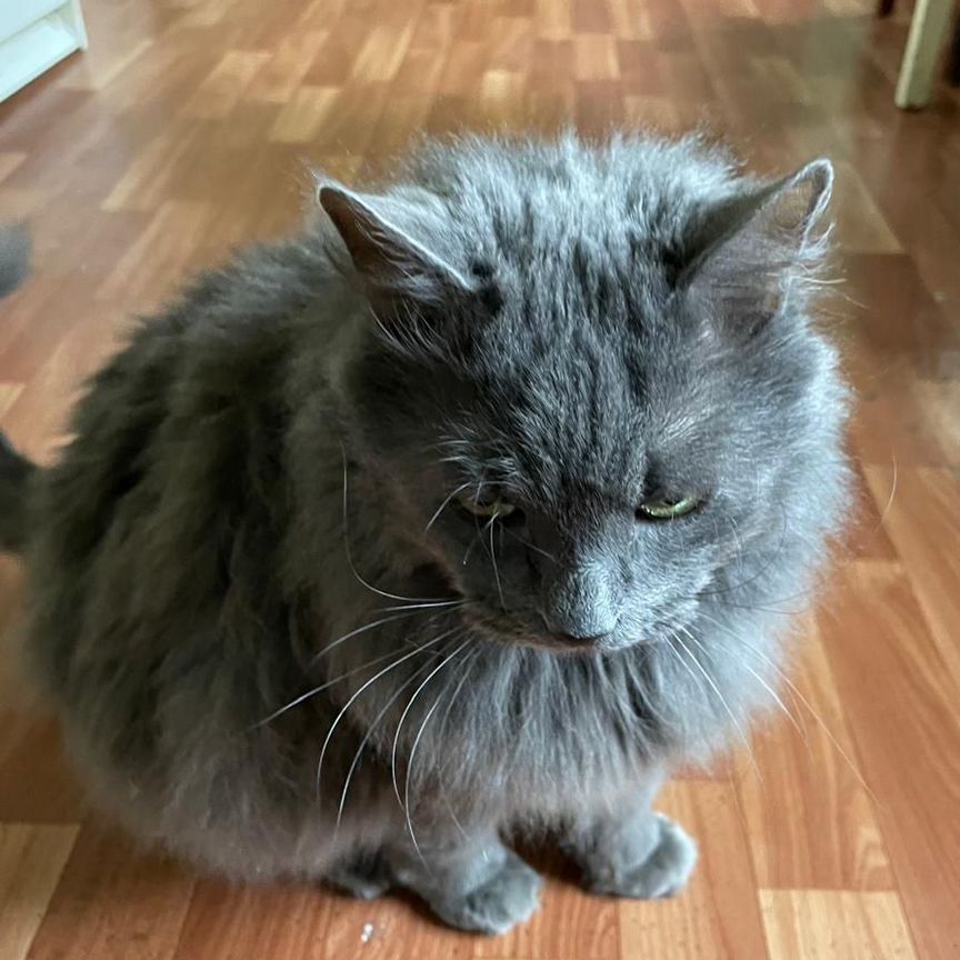 Кот