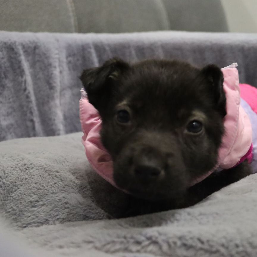 Щенок - мальчик, 1,5месяца