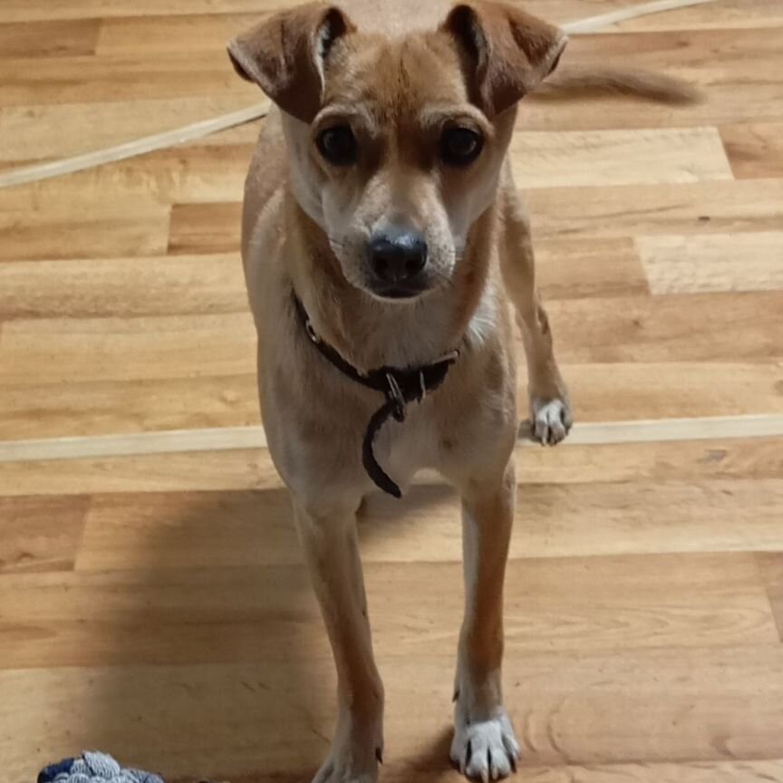 Взрослый пёс в добрые руки