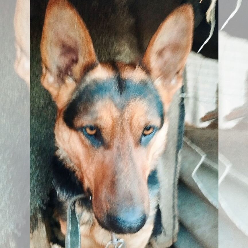 Немецкая овчарка