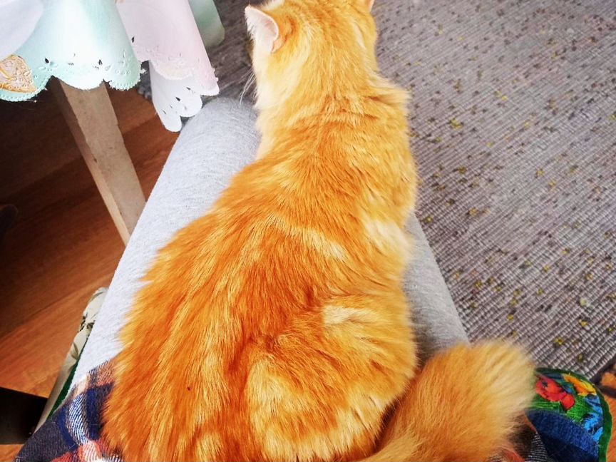 Кошка в дар бесплатно