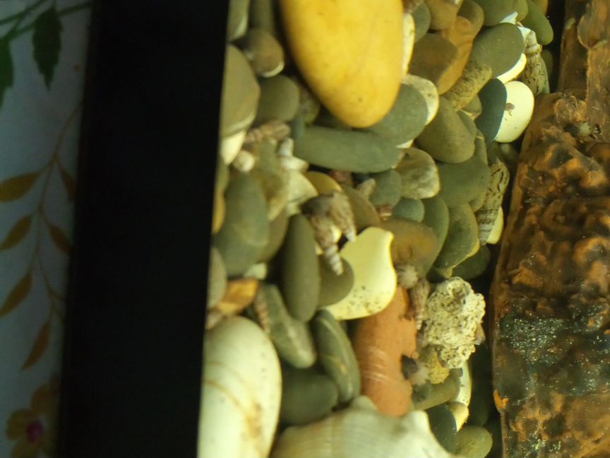 Улитки милании