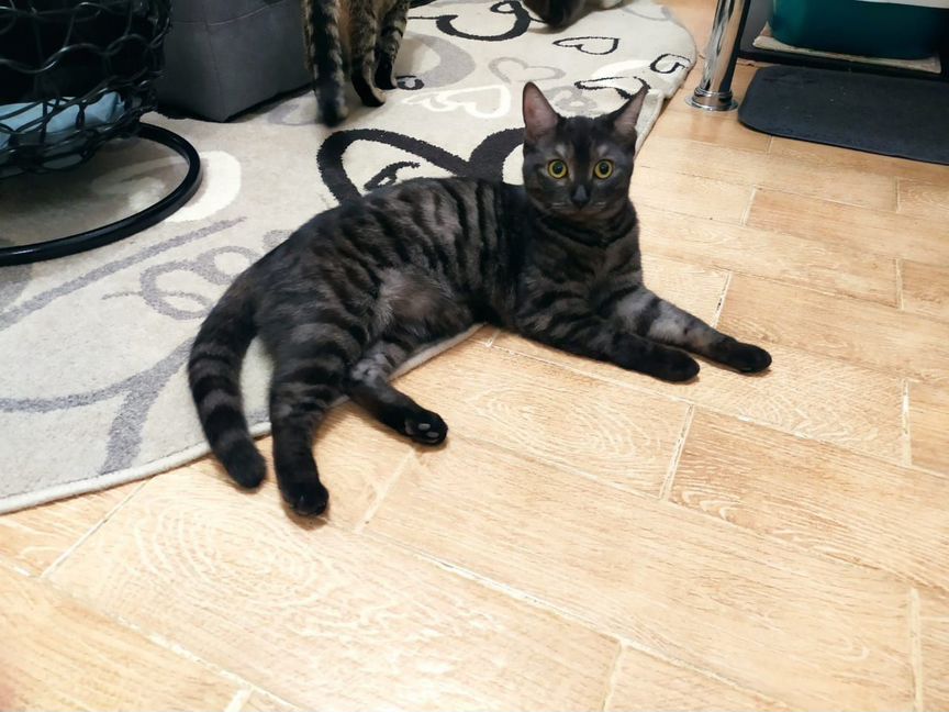 Кошка красотка в добрые руки