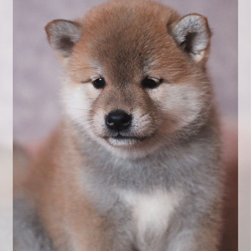 Сиба-ину, щенок