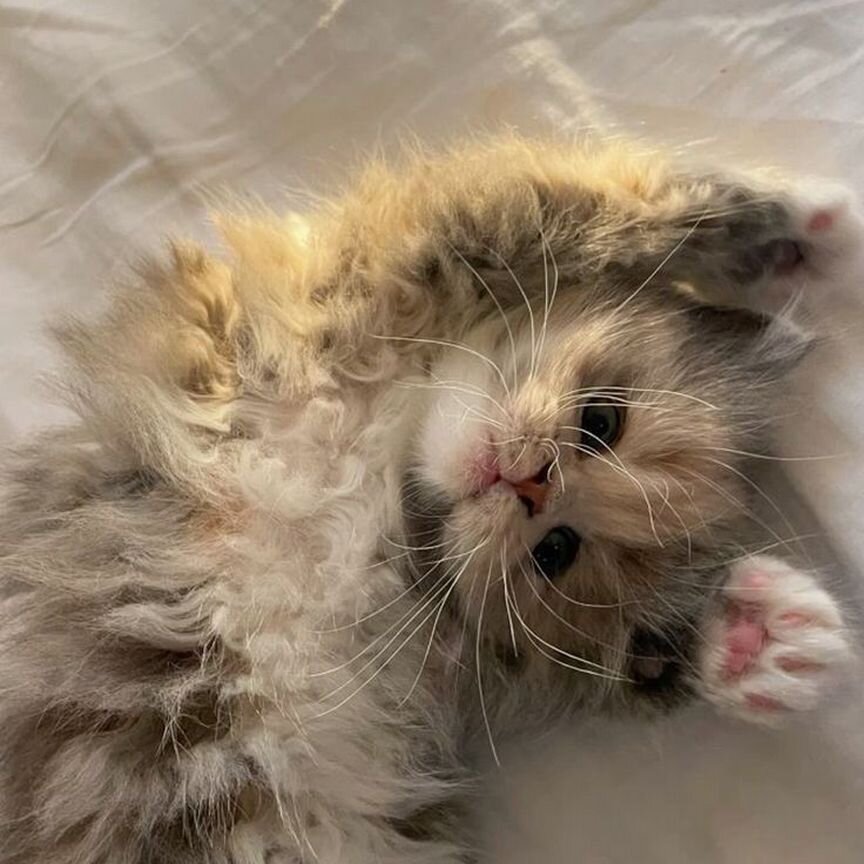 Рисую ваших питомцев за любую сумму