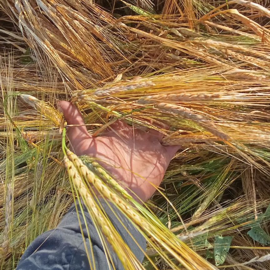 Ячменя дробленка  горох