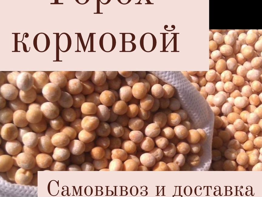 Горох для скота