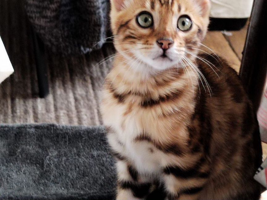 Бенгальская кошка