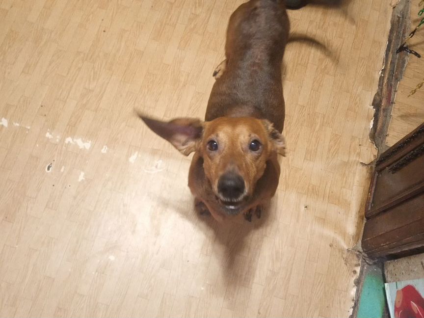 Такса в добрые руки