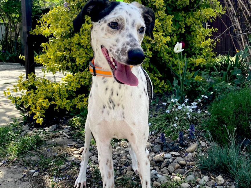 Дарю собаку